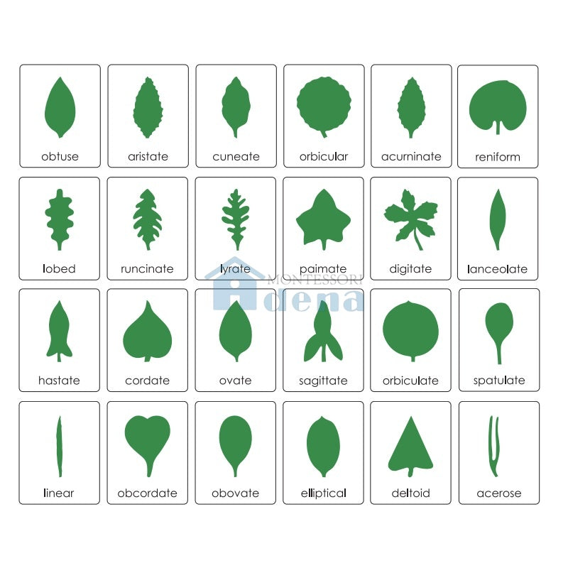 Leaf Cabinet Control Chart EN – Montessori Toys