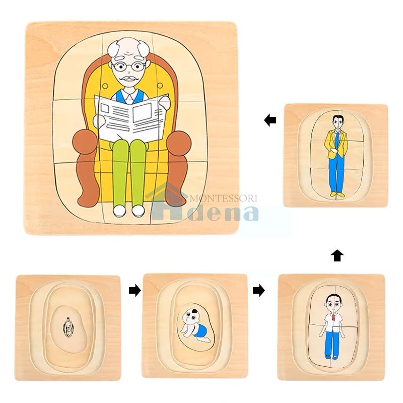 Adena Montessori Educational Materials Life Cycle of Man Puzzle Wooden ...